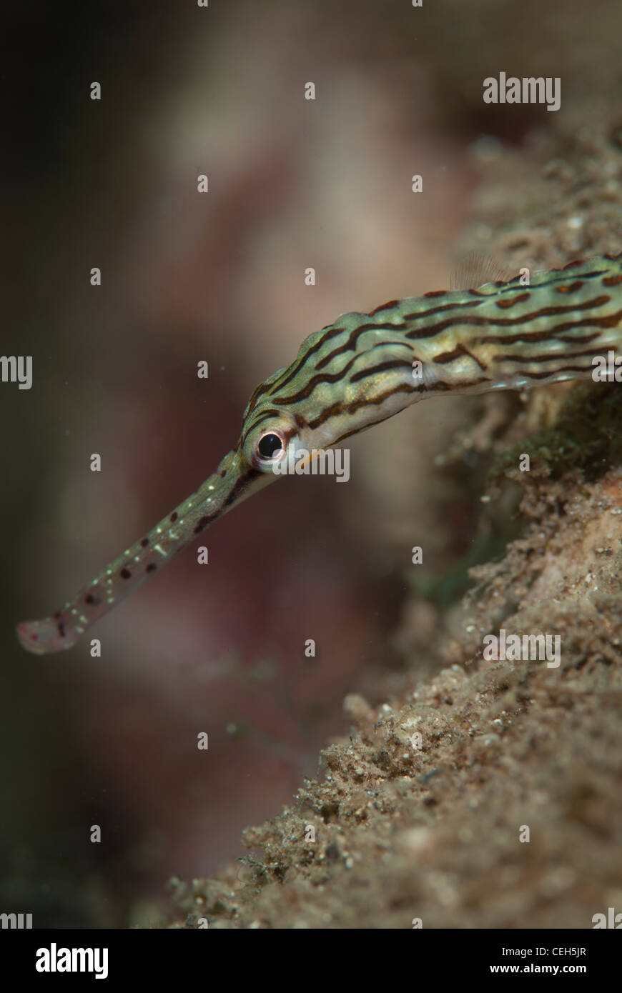 Reeftop pipefish hi-res stock photography and images - Alamy