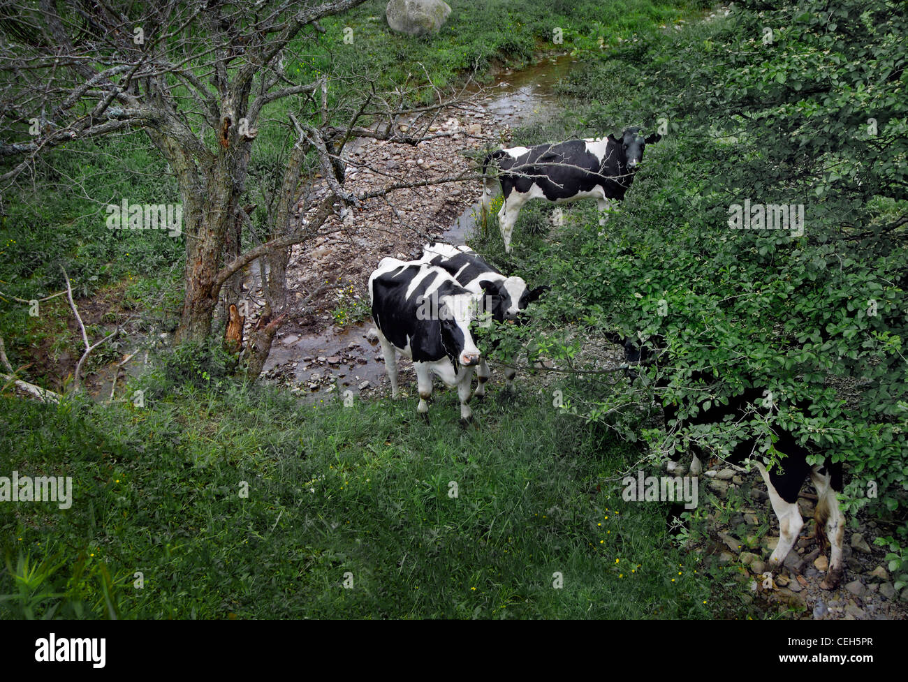 Cows standing under a tree hi-res stock photography and images - Alamy