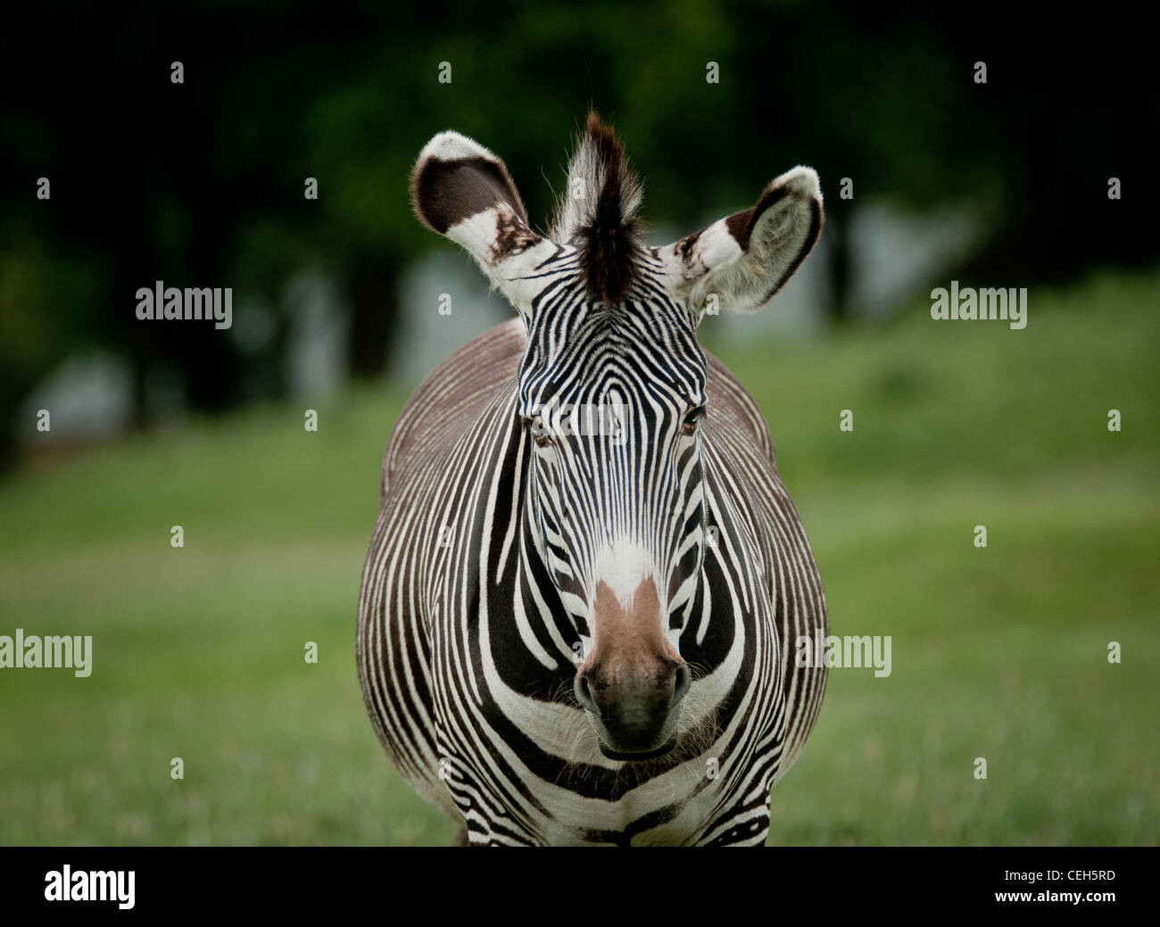 A Grevy's Zebra Stock Photo - Alamy