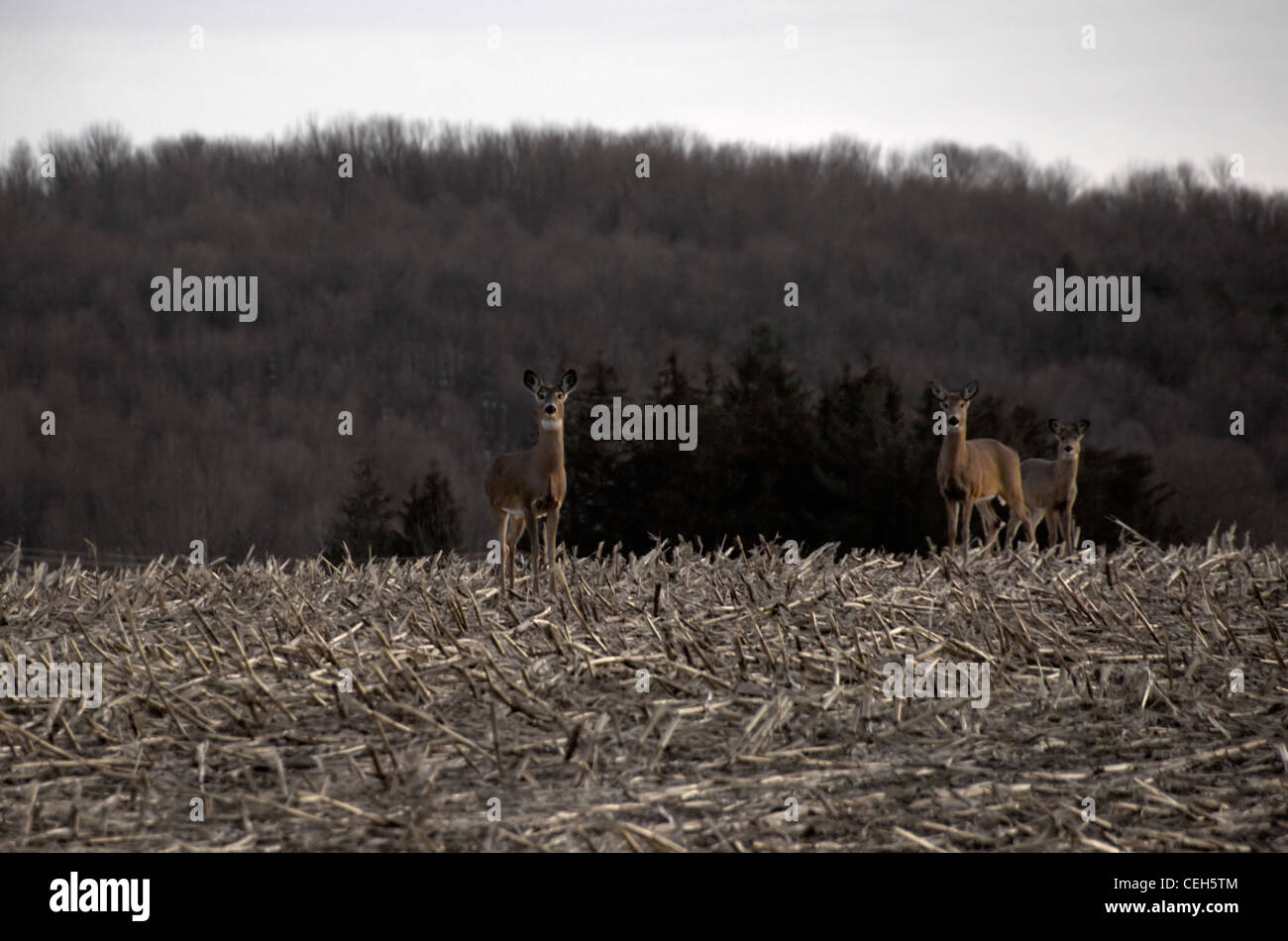 Deer in cornfield hi-res stock photography and images - Alamy