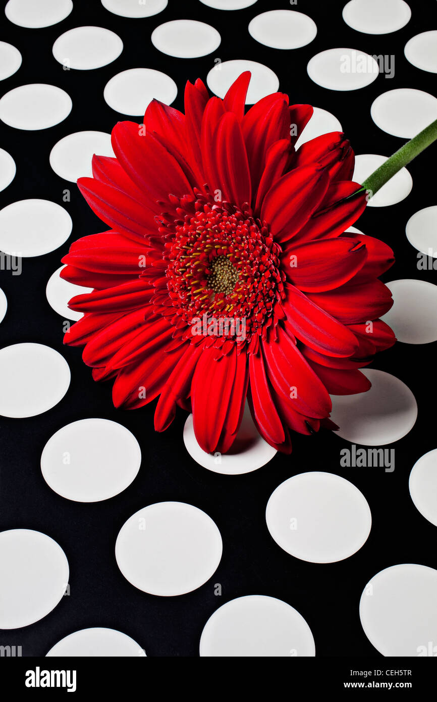 Red mum with white spots Stock Photo - Alamy