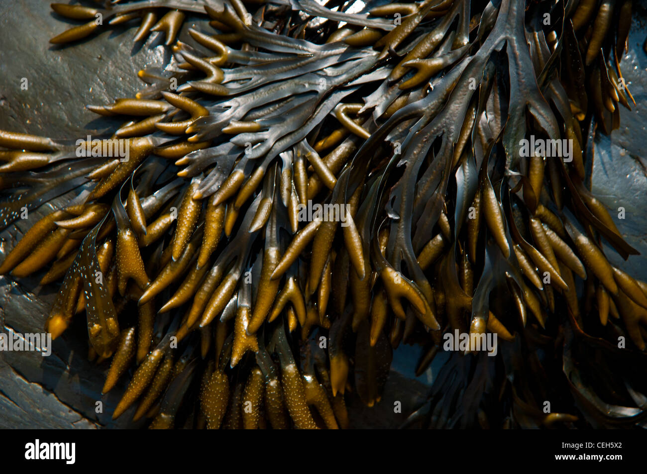 Beached seaweed hi-res stock photography and images - Alamy