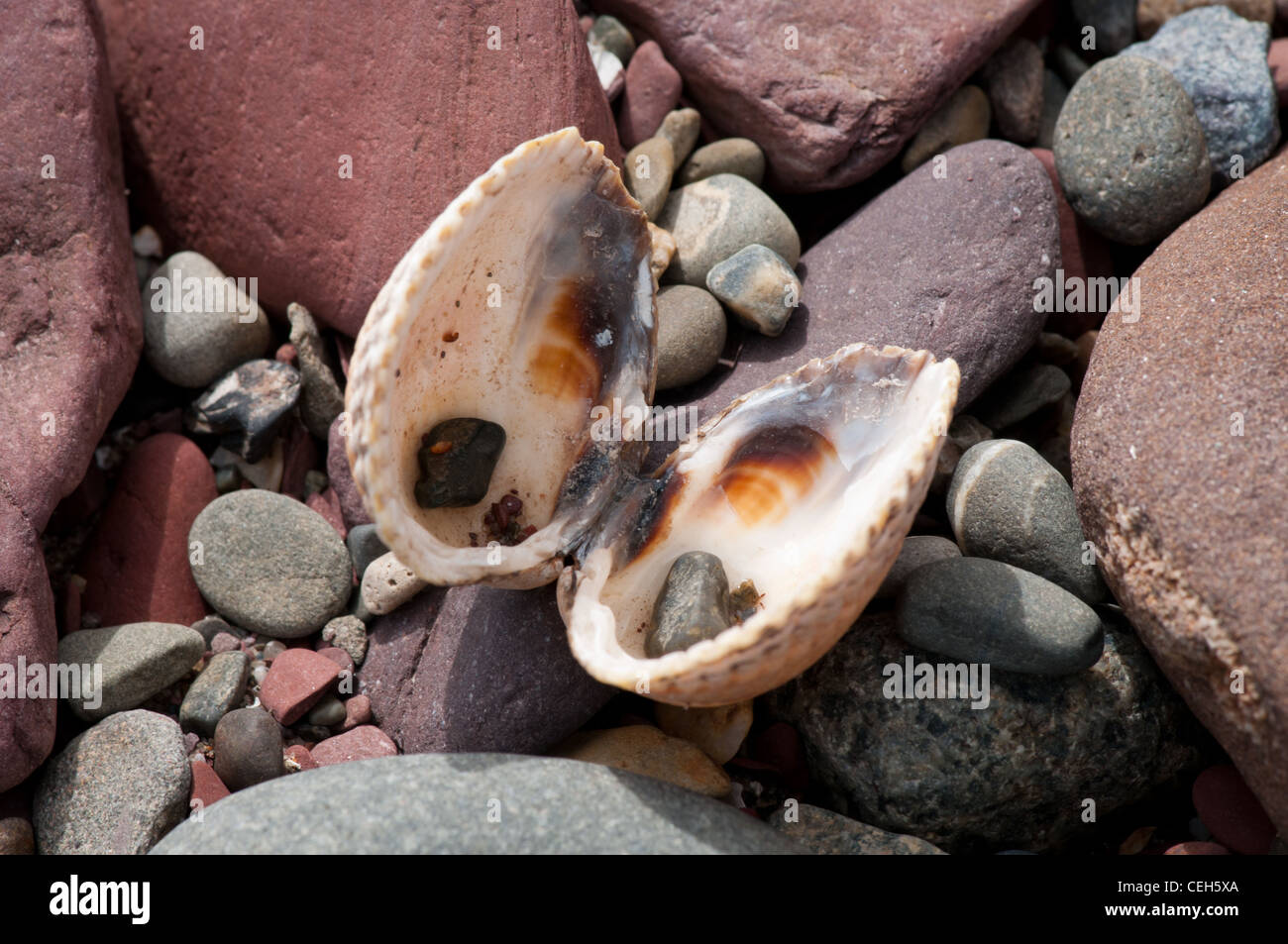 Coast coastal shell shells hi-res stock photography and images - Alamy