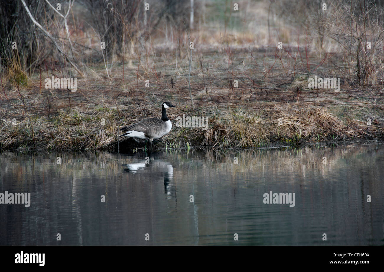 a goose standing in water near the shoreline Stock Photo - Alamy