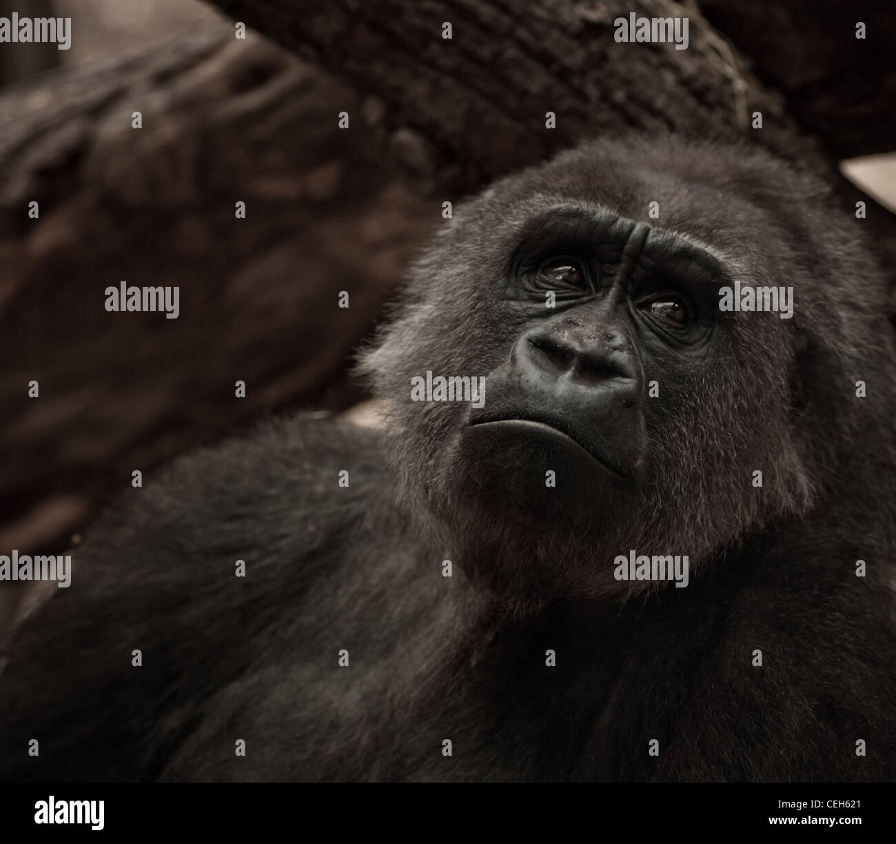 Captive animal animals hi-res stock photography and images - Alamy