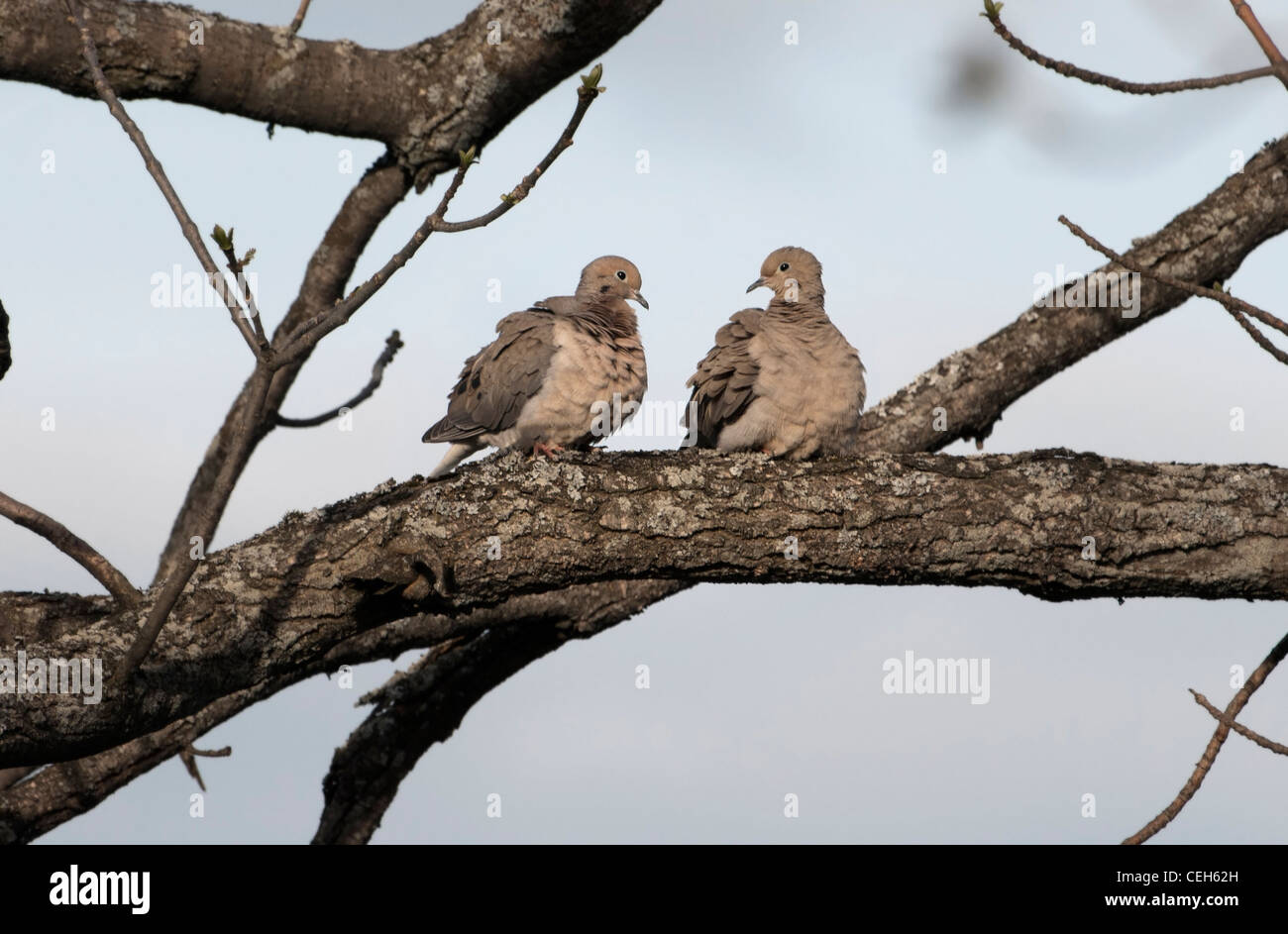 Doves mating hi-res stock photography and images - Alamy