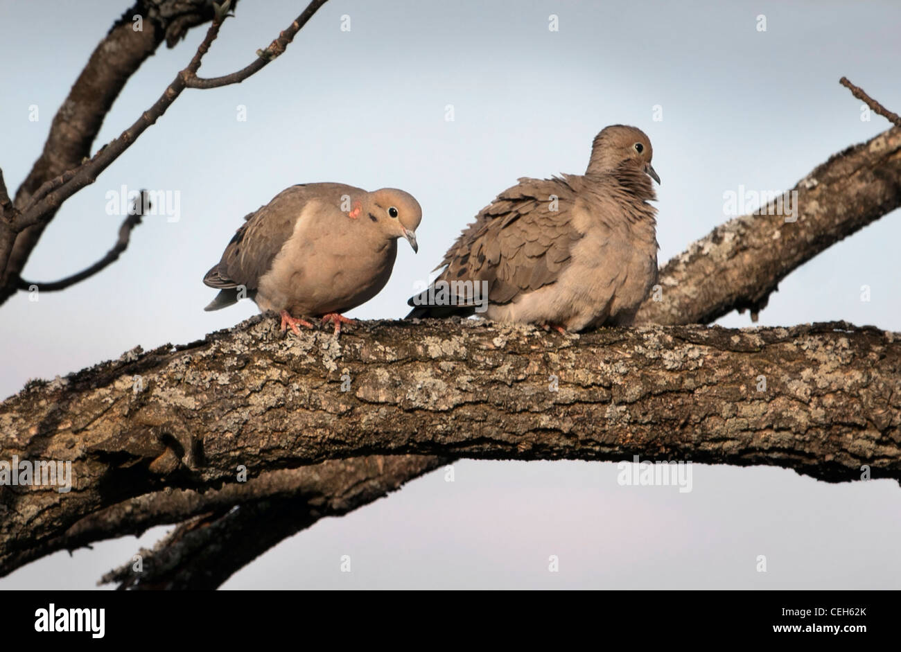 Doves mating hi-res stock photography and images - Alamy