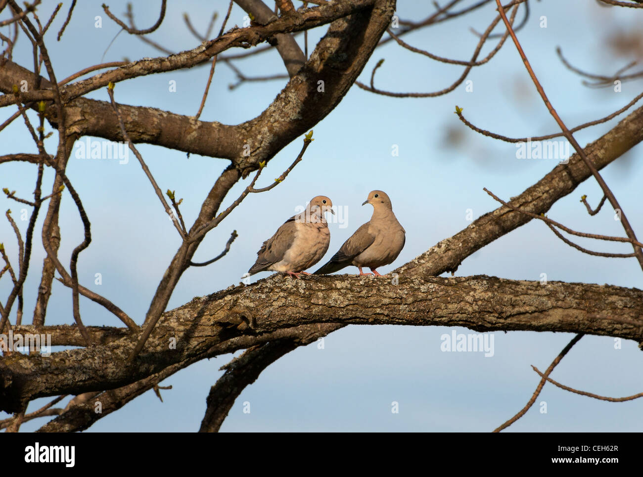Doves mating hi-res stock photography and images - Alamy