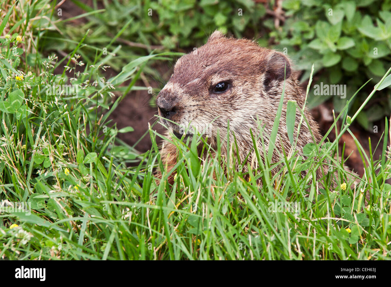 Animal portrait between flowers hi-res stock photography and images - Alamy