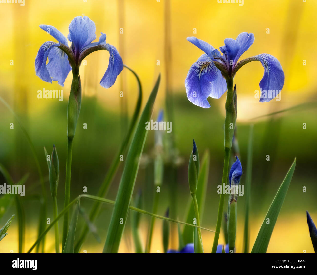 Opening iris hi-res stock photography and images - Alamy