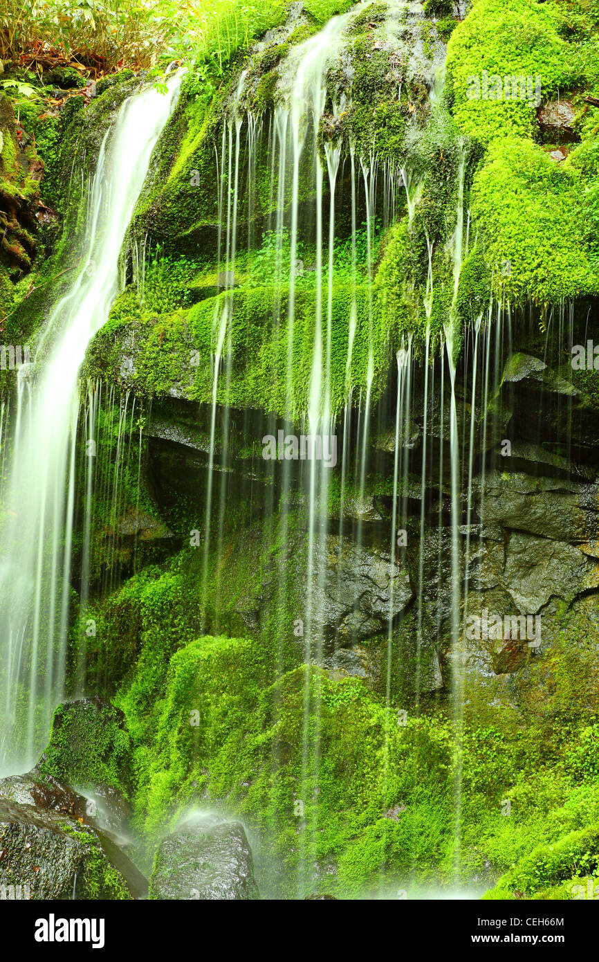 Forest waterfall and stones overgrown with moss Stock Photo - Alamy
