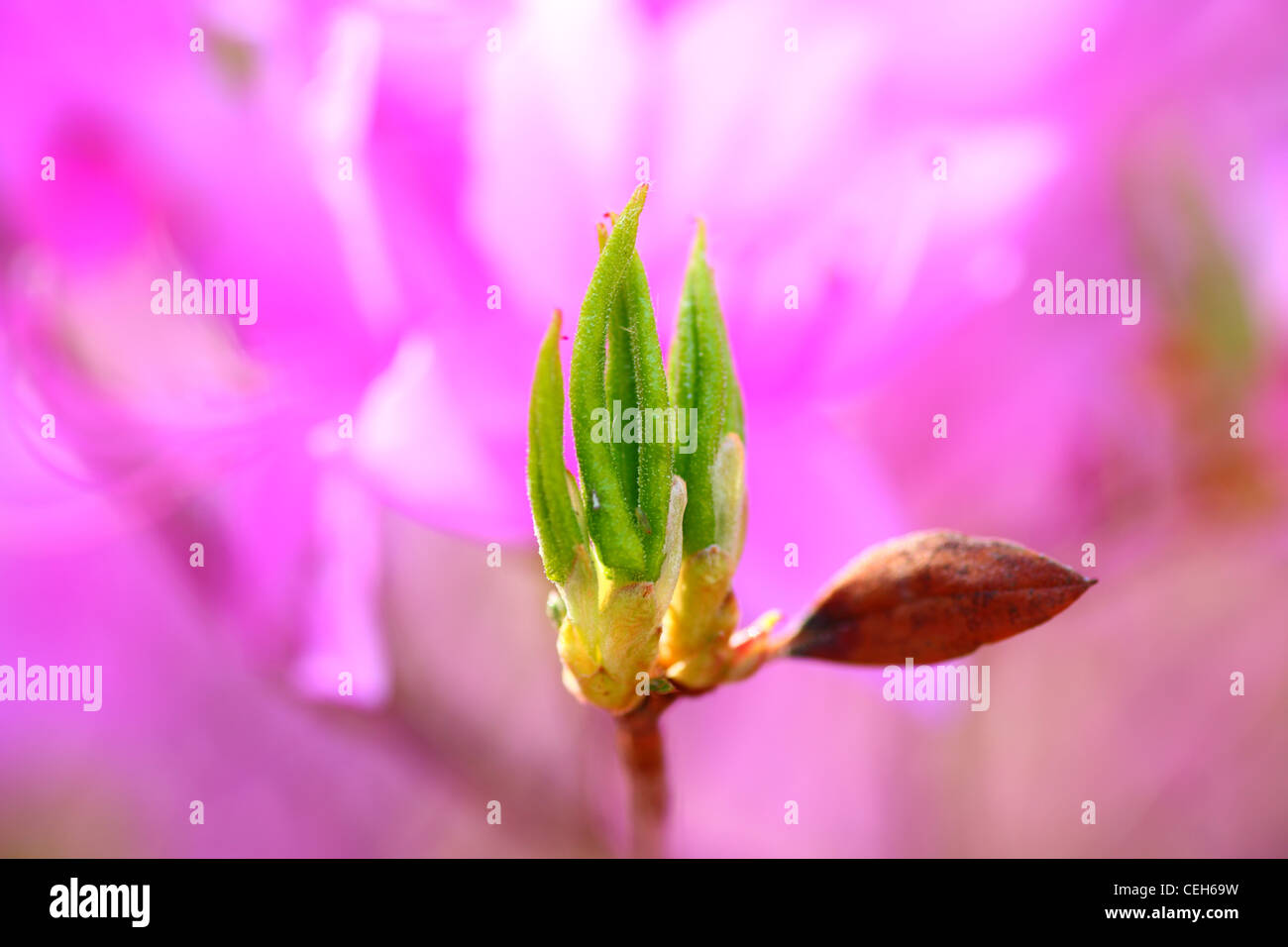 Azalea buds close up shoot. pink flower background Stock Photo - Alamy
