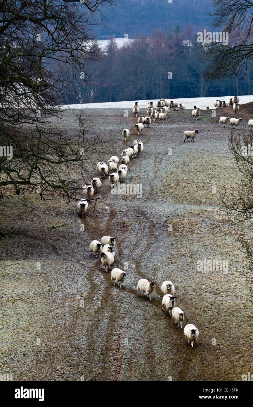 Flock of Sheep crossing the road in the Derbyshire village of Edensor near Chatsworth Peak ...