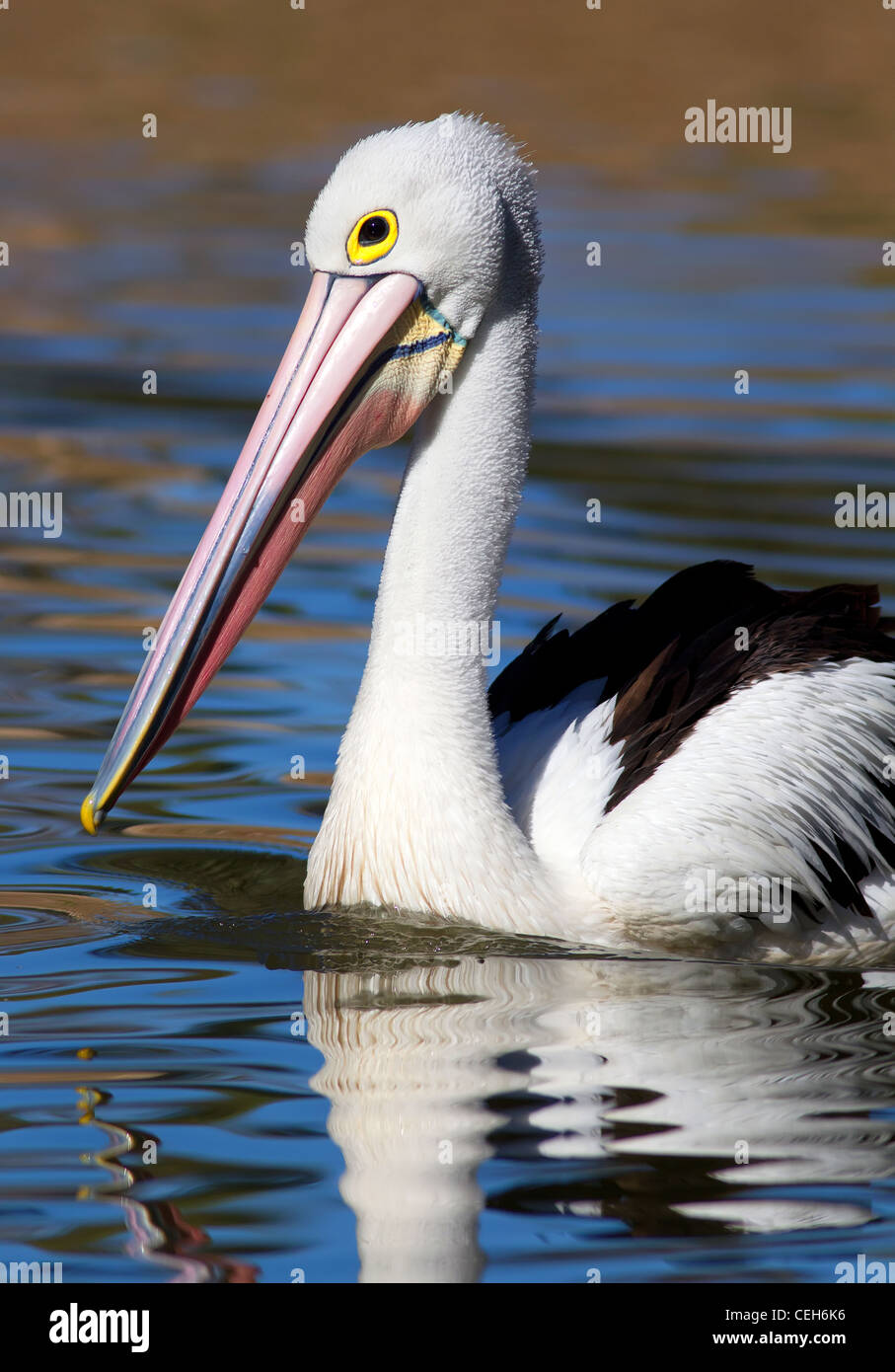 Pelican bill hi-res stock photography and images - Alamy