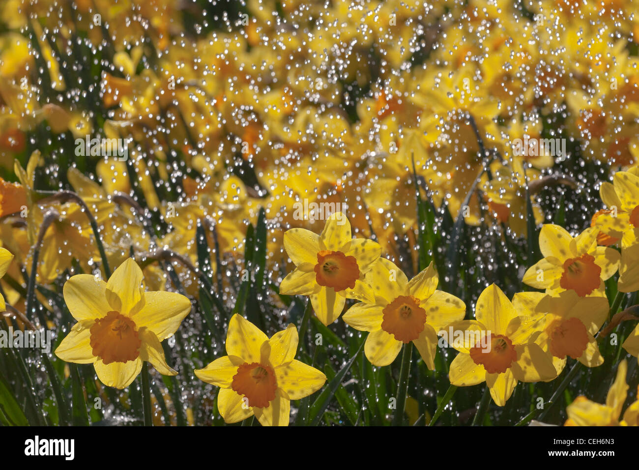 Daffodils in rain shower Stock Photo - Alamy