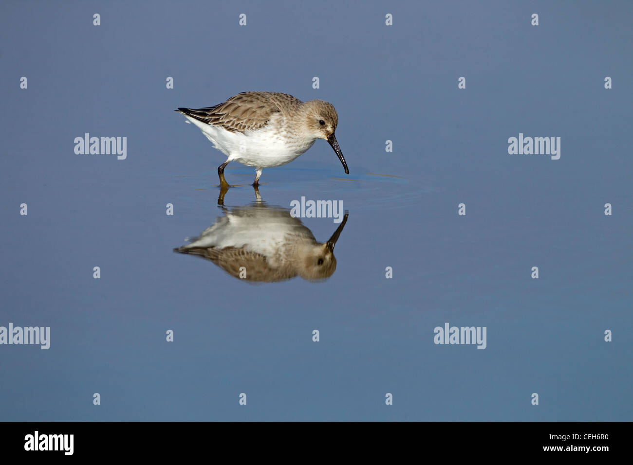 Dunlin feeding in water hi-res stock photography and images - Alamy
