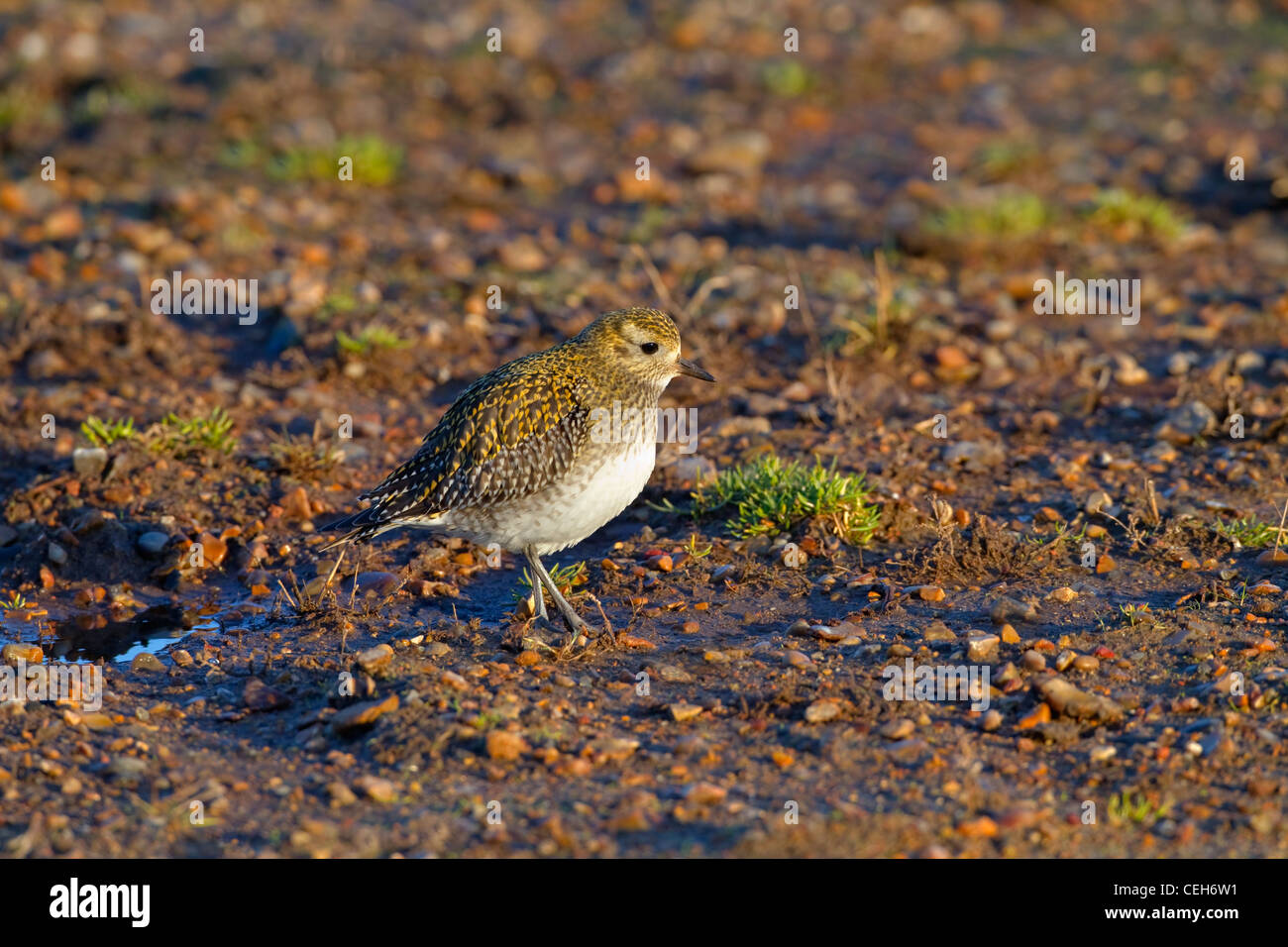 Golden plovers winter hi-res stock photography and images - Alamy