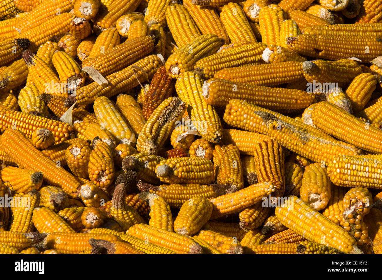 Corn cobs crop Stock Photo - Alamy