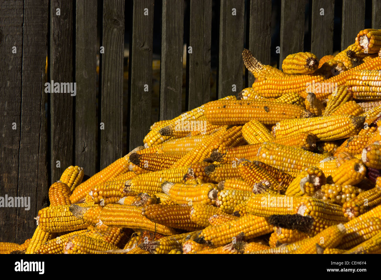 Corn cobs crop piled near wooden fence Stock Photo - Alamy