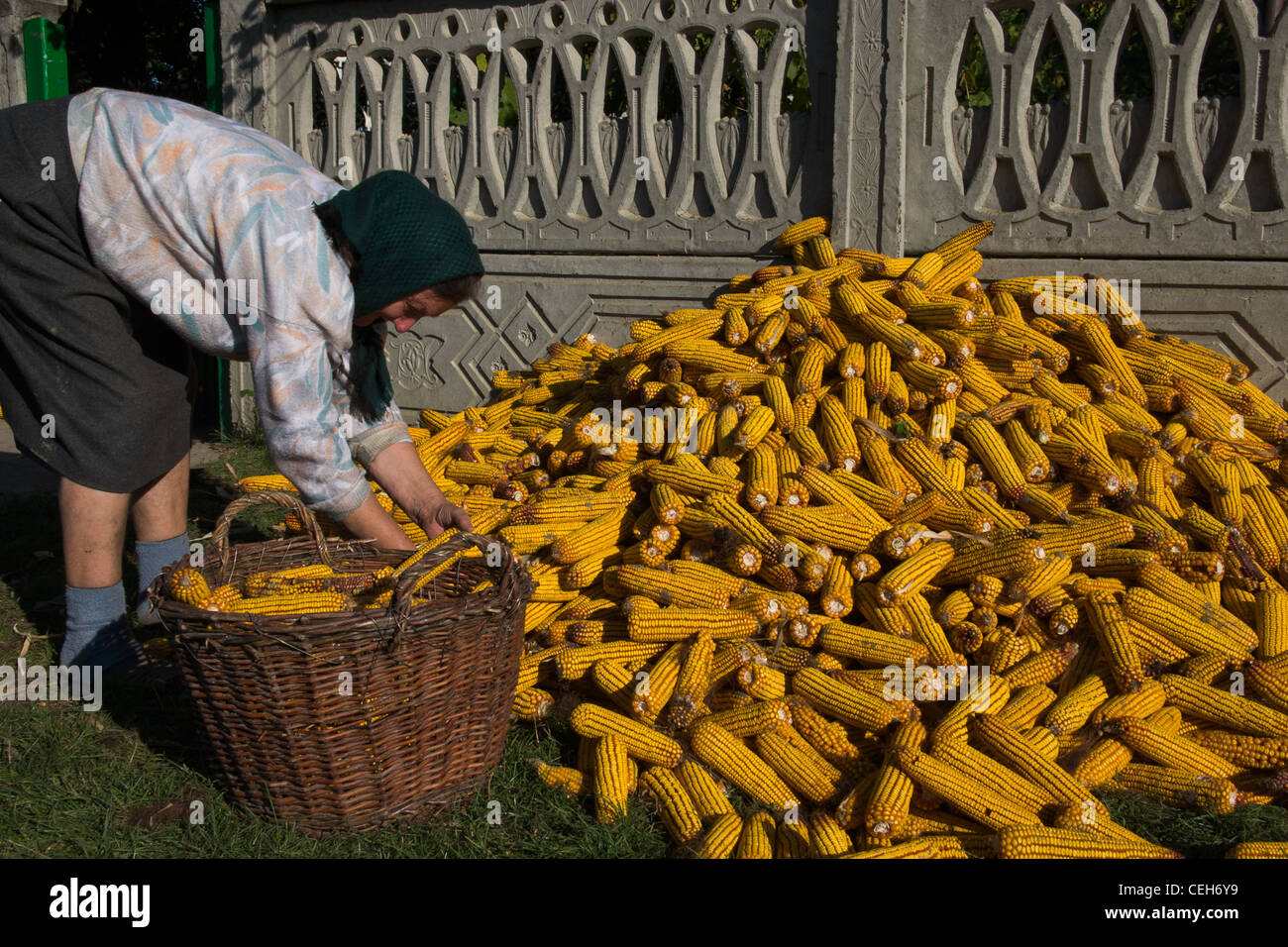 Woman harvesting corn crop Stock Photo - Alamy