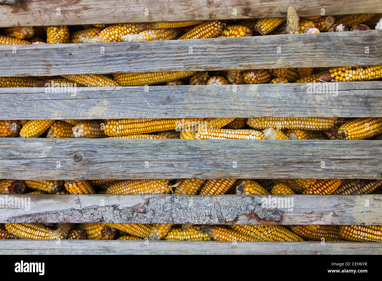 Corn crop piled in wooden storage Stock Photo - Alamy