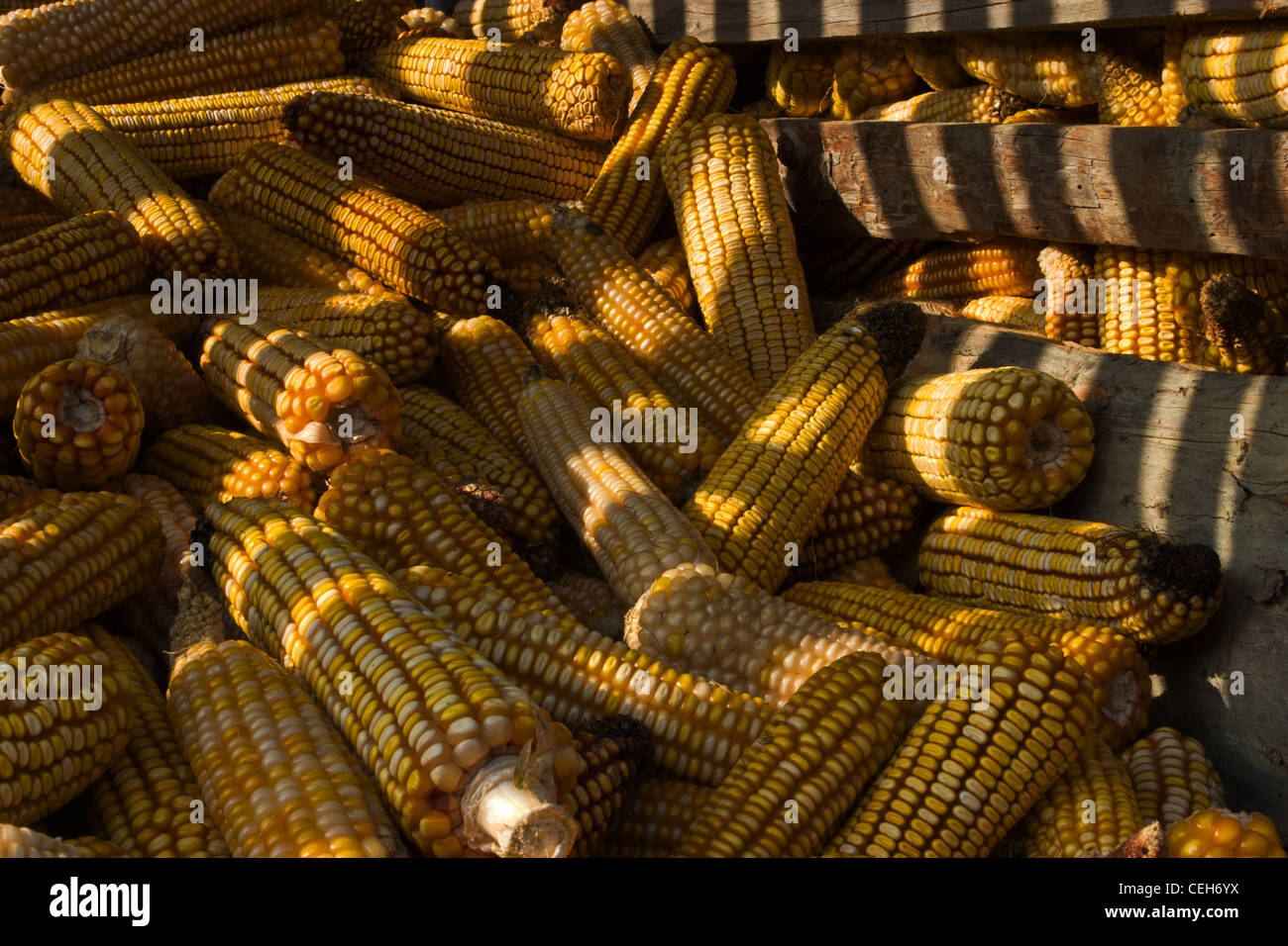Corn crop piled in wooden storage Stock Photo - Alamy