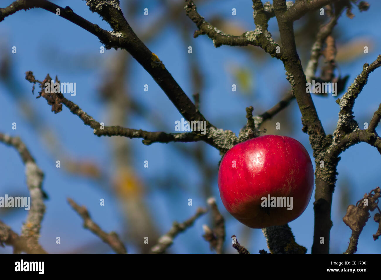Red apple in leafless tree Stock Photo - Alamy