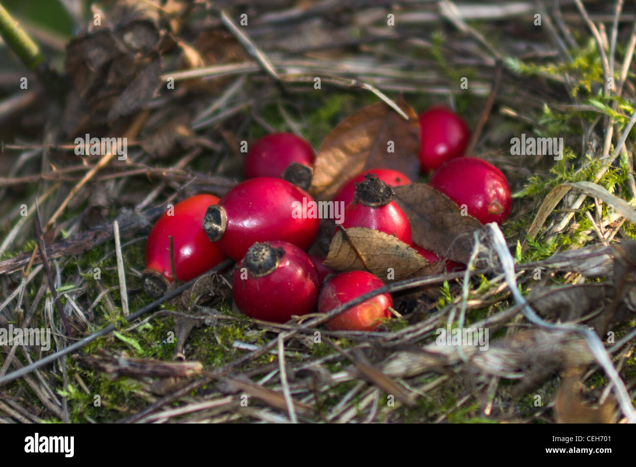 Handful of rosehip in bird's nest Stock Photo - Alamy