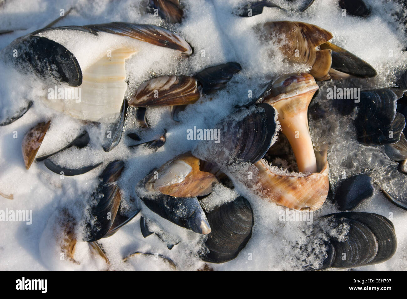 Detail of sea shells in melting snow Stock Photo - Alamy