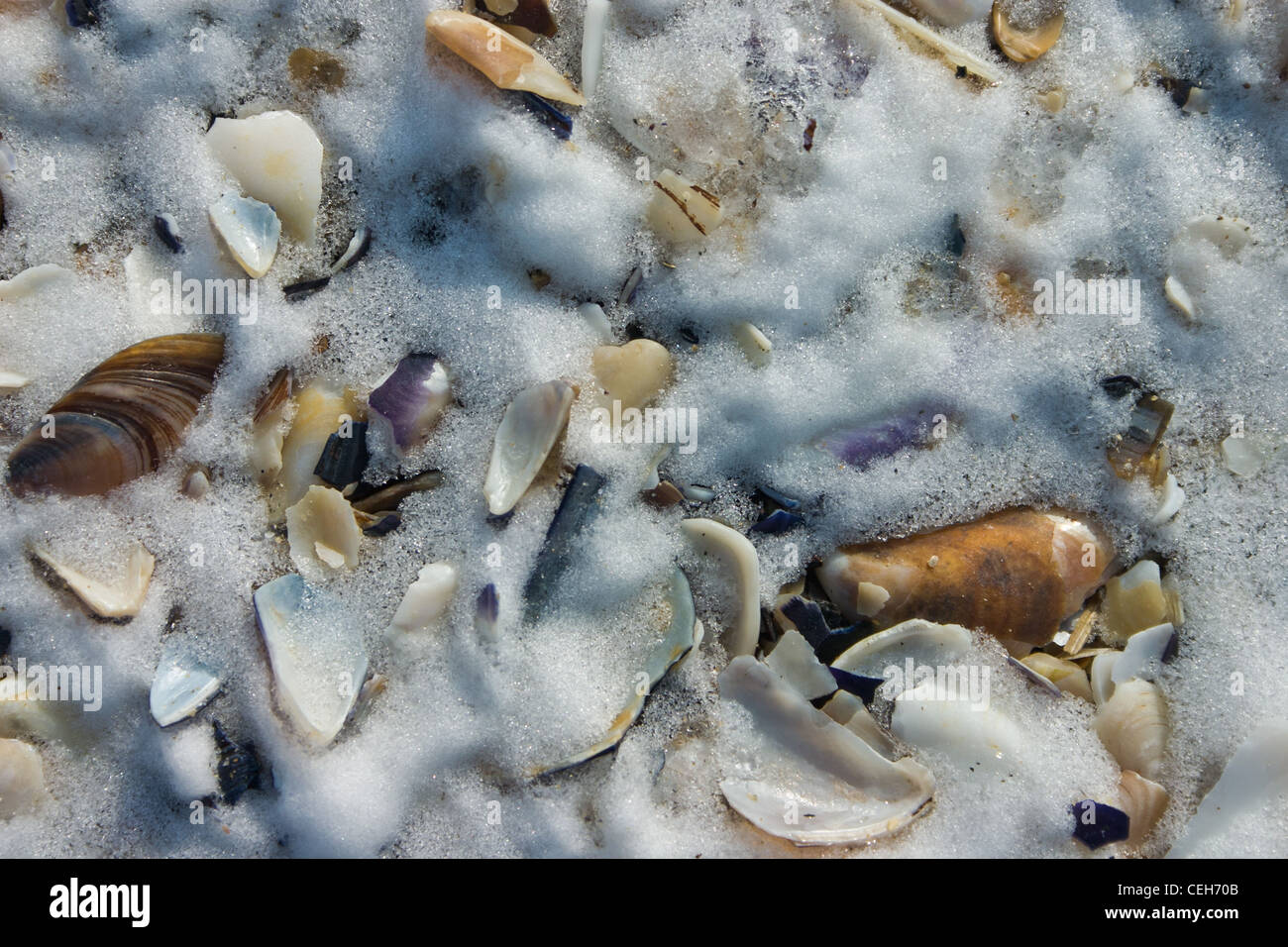 Detail of sea shells in melting snow Stock Photo - Alamy
