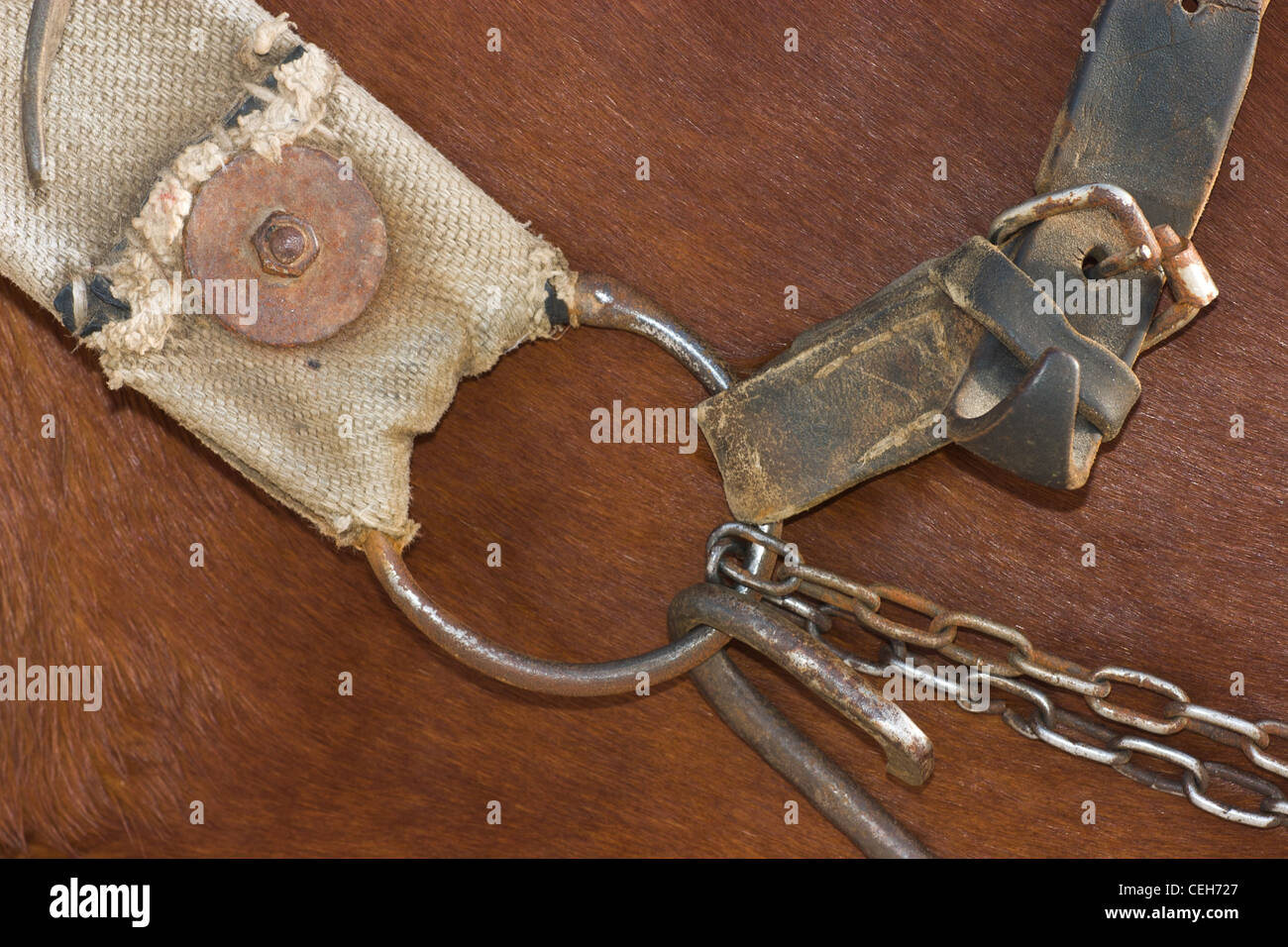 Old harness hi-res stock photography and images - Alamy