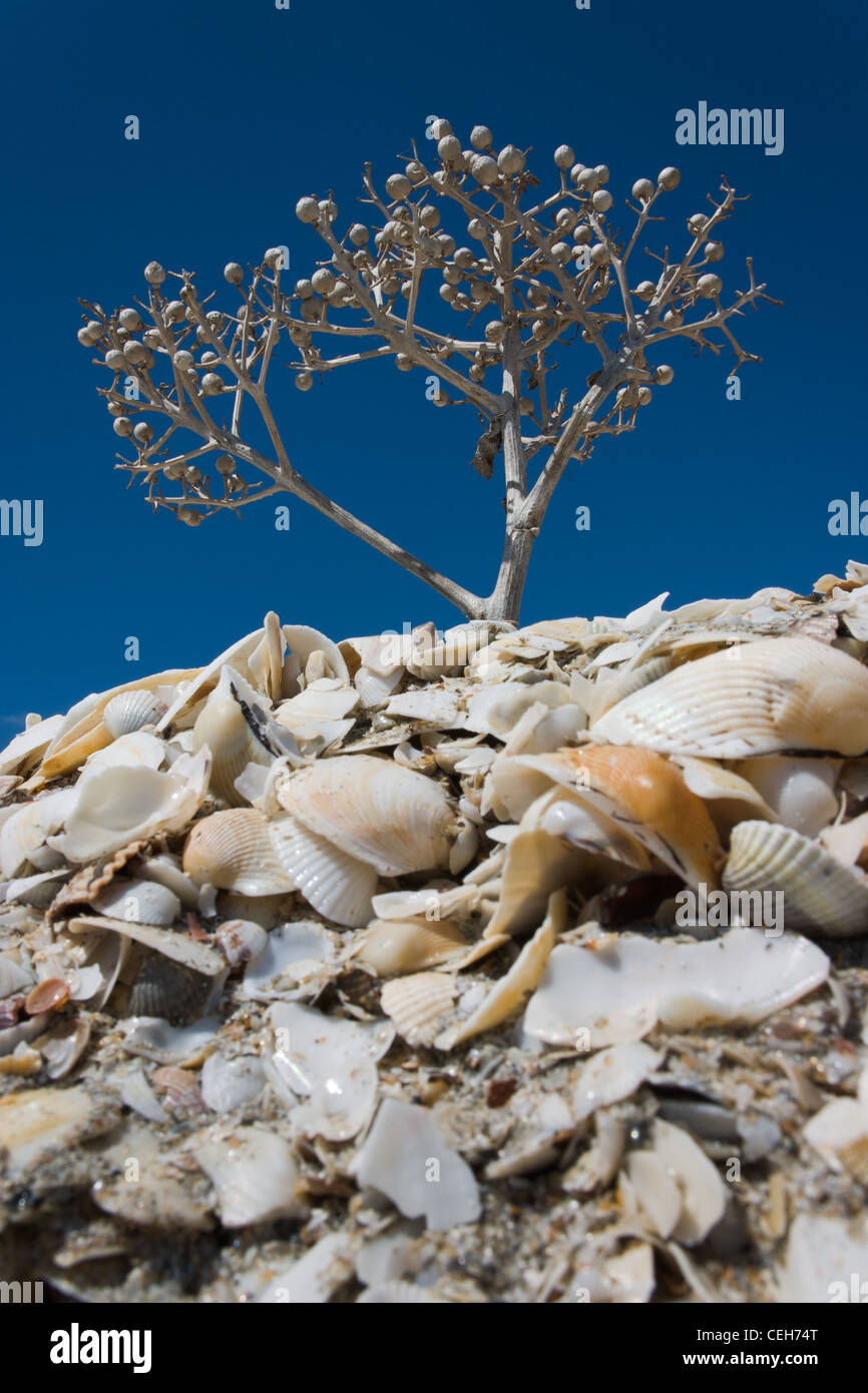 Miniature tree on sea shell soil with deep blue sky in the background ...