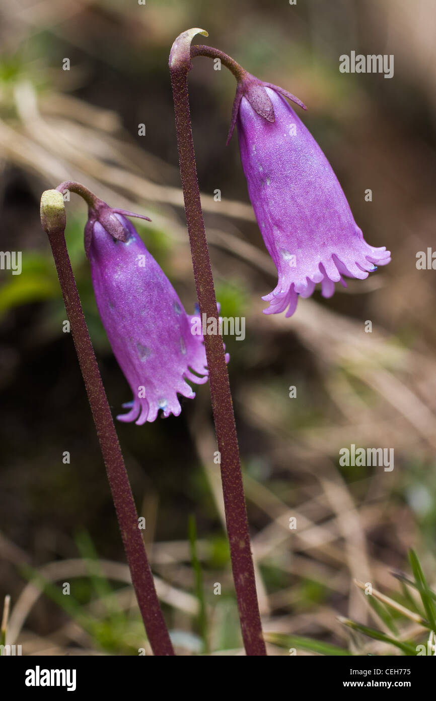Dwarf Snowbell flowers Stock Photo - Alamy