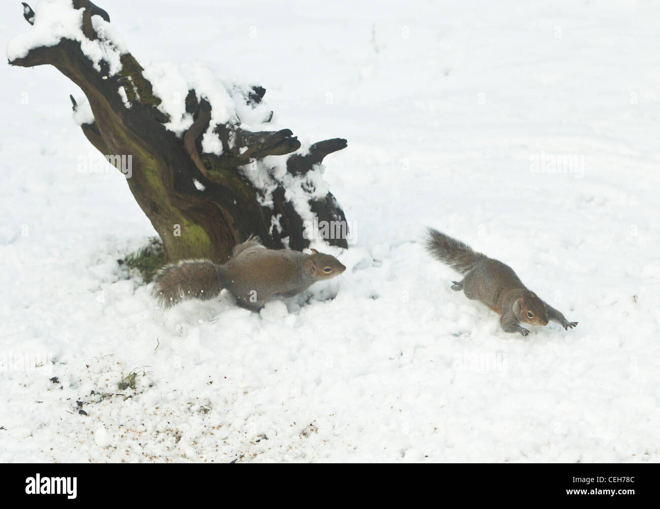 Grey Squirrels Sciurus carolinensis fight with each other over food in ...
