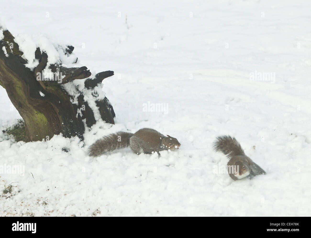 Grey squirrels fighting hi-res stock photography and images - Alamy