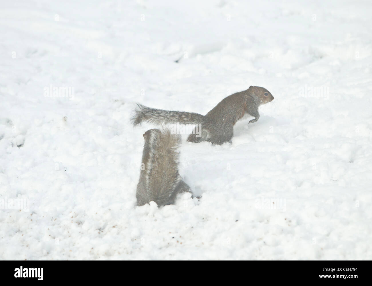 Grey Squirrels Sciurus carolinensis fight with each other over food in ...