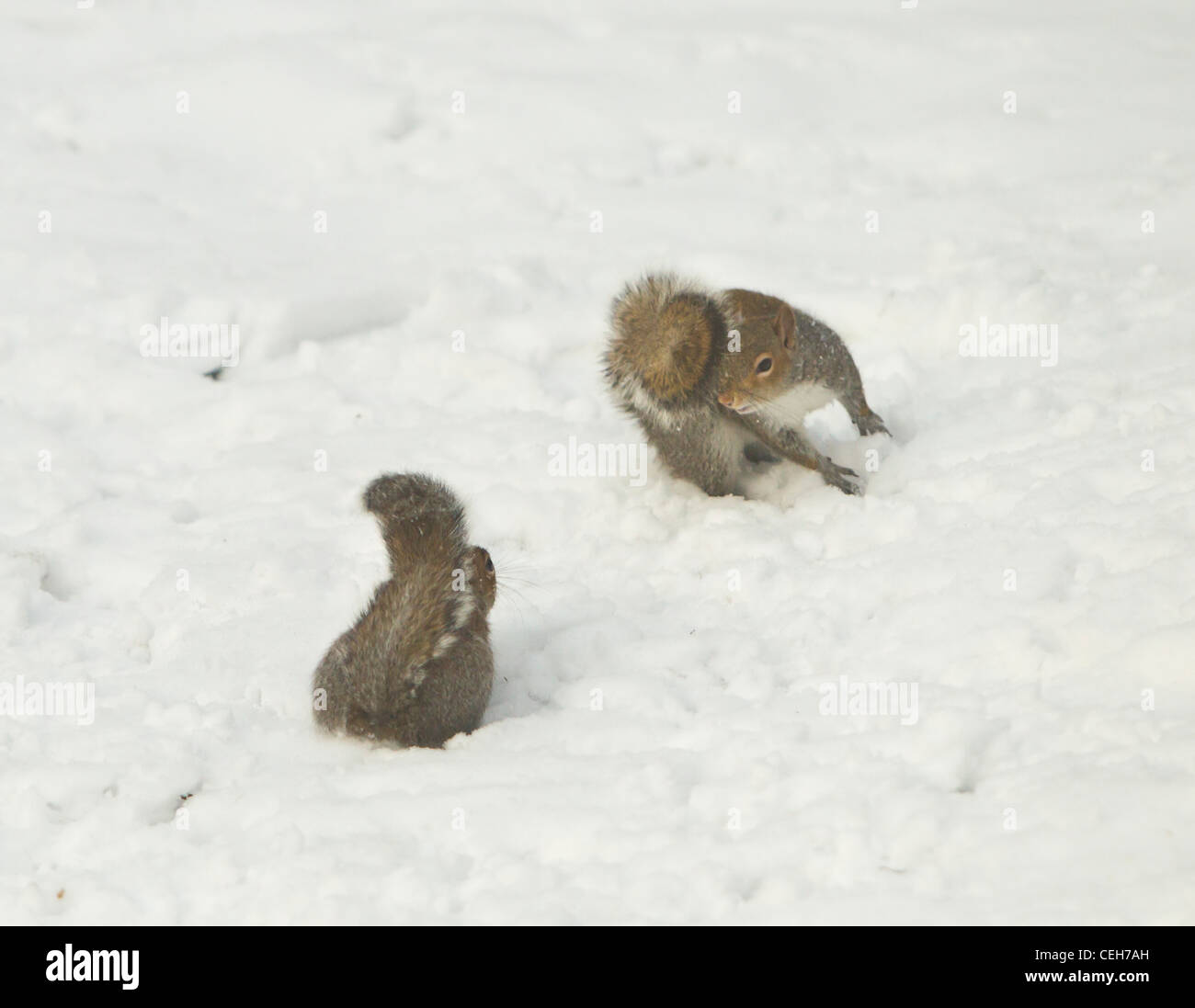 Grey Squirrels Fighting High Resolution Stock Photography and Images ...