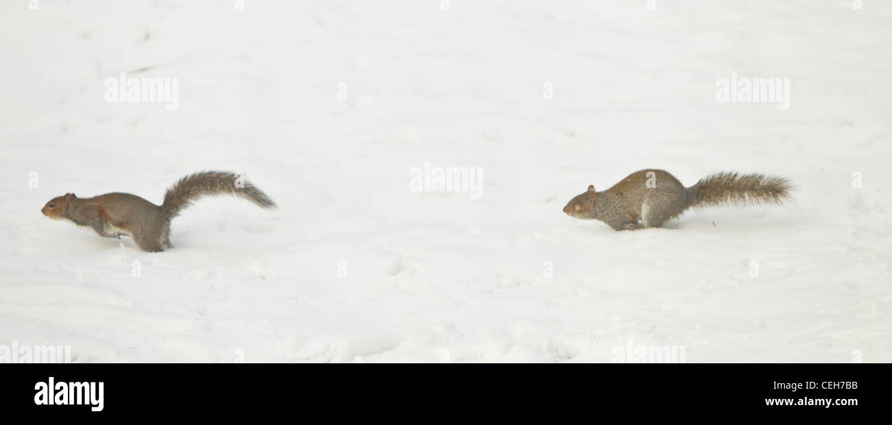 Grey squirrels fighting hi-res stock photography and images - Alamy
