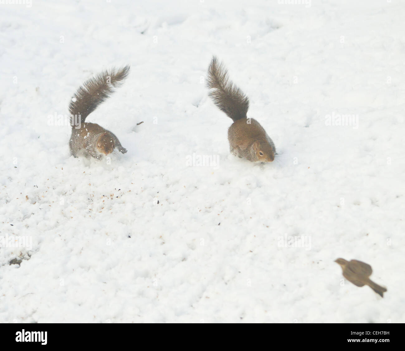 Grey Squirrels Sciurus carolinensis fight with each other over food in ...