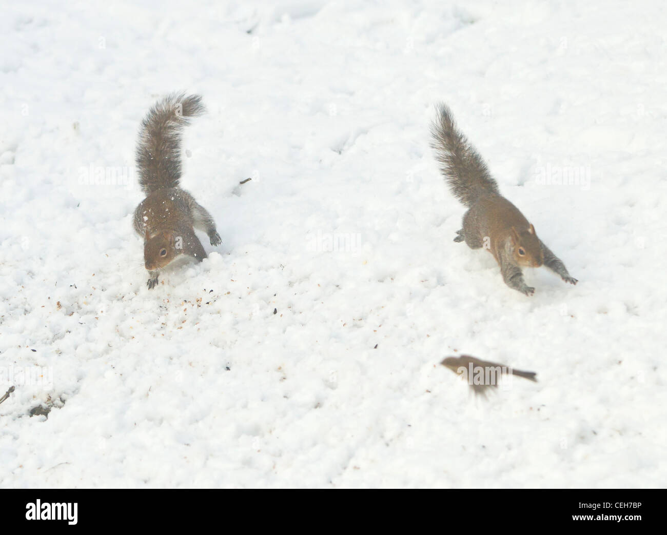 Grey Squirrels Fighting High Resolution Stock Photography and Images ...
