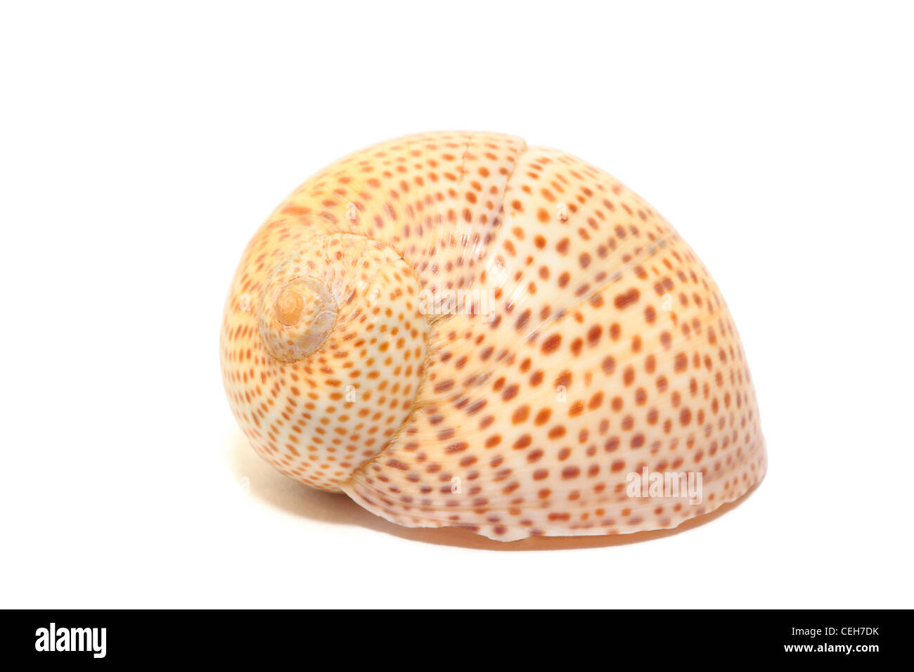 A dotted helix shell isolated on white background Stock Photo - Alamy