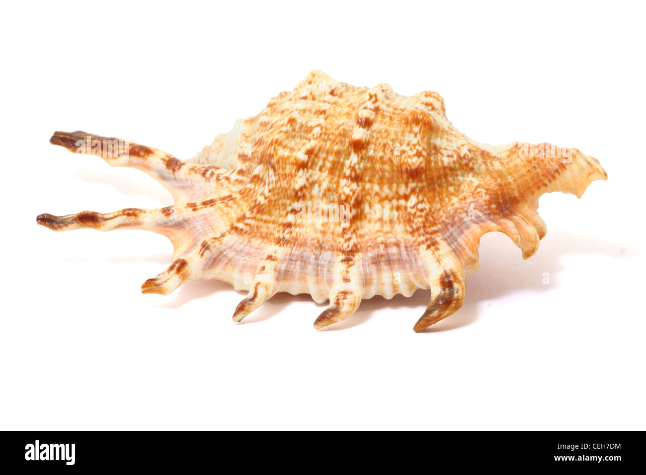 A spiked shell isolated on white background Stock Photo - Alamy