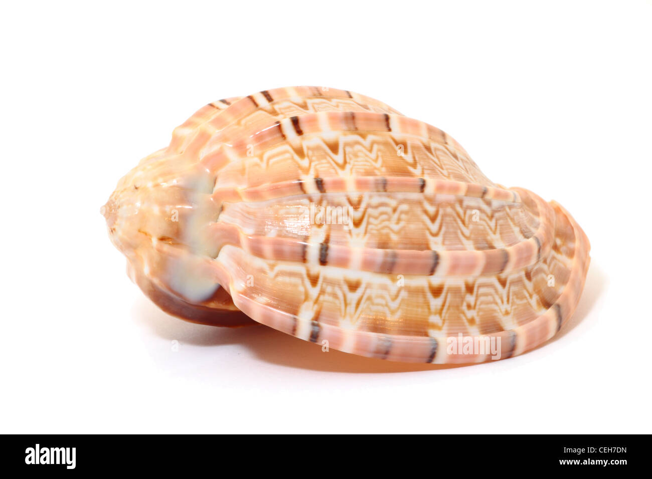 Pink scuba Cut Out Stock Images & Pictures - Alamy