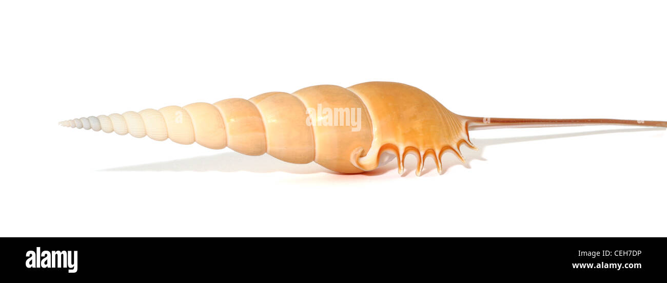 A long shell (Tibia Fusus) isolated on white background Stock Photo - Alamy