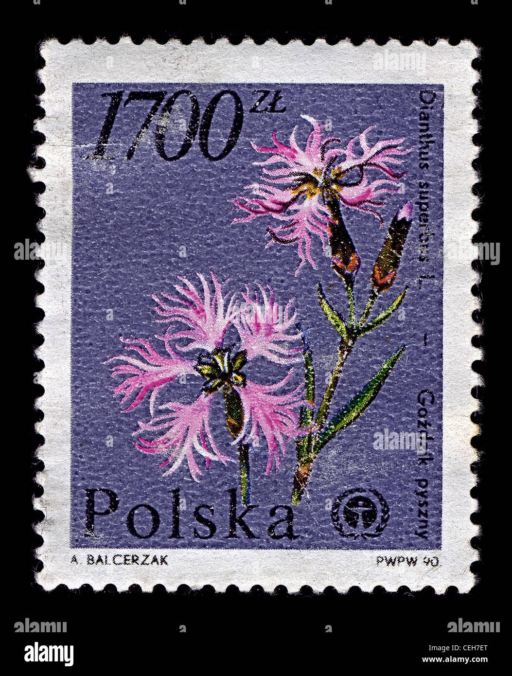 Splendor carnation hi-res stock photography and images - Alamy