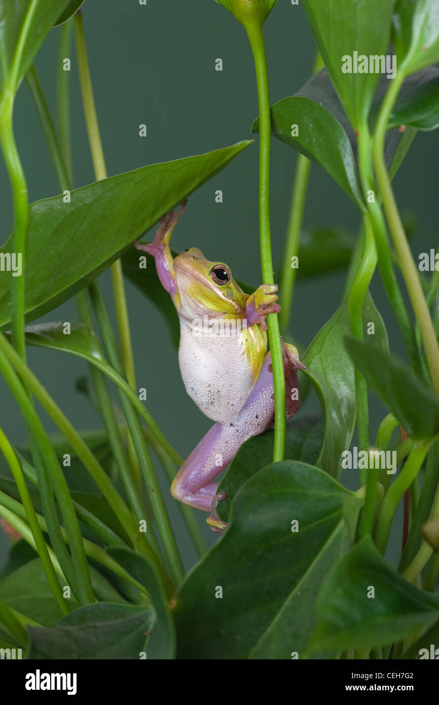 American green tree frog hi-res stock photography and images - Alamy