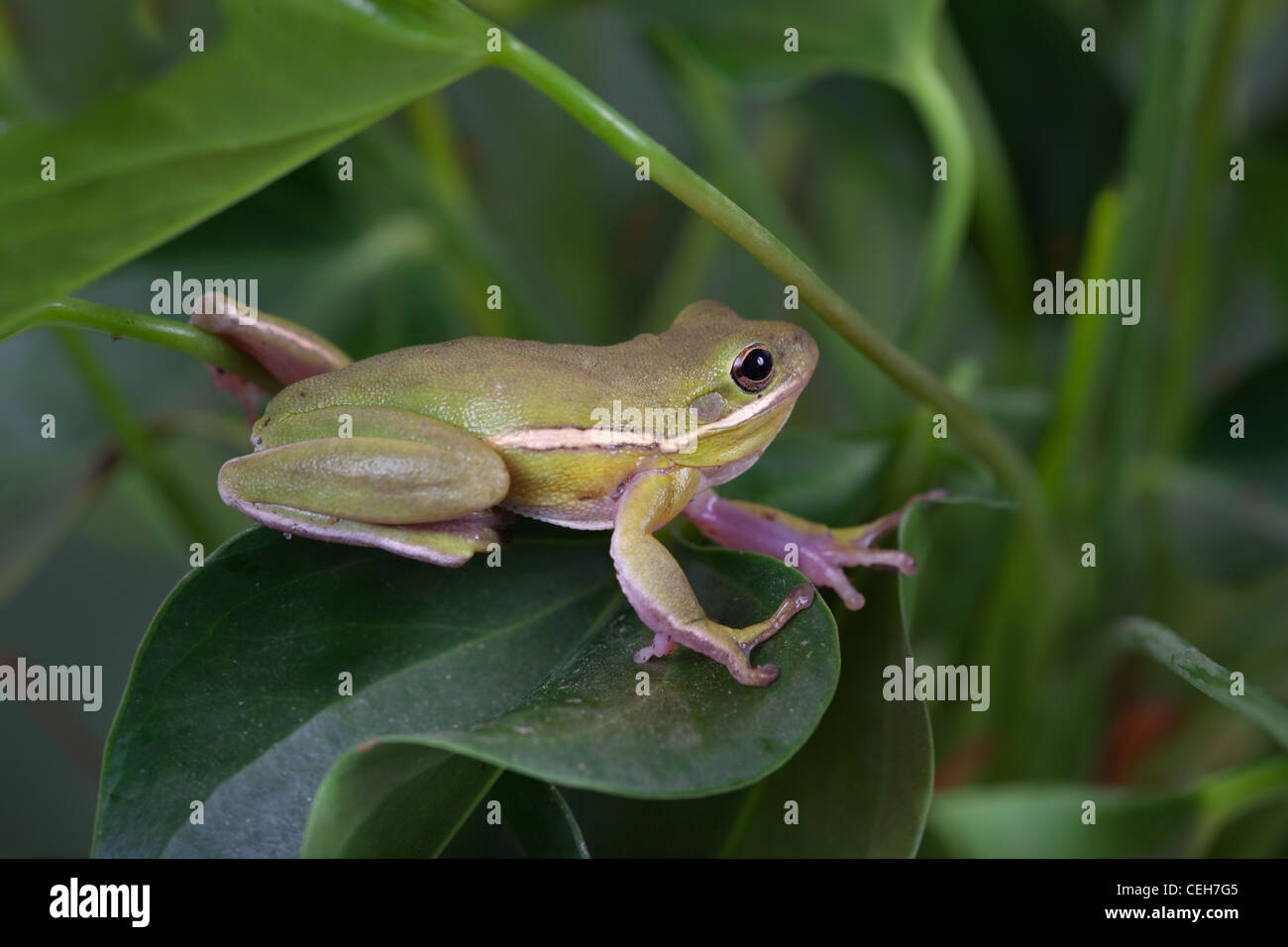 American green tree frog hi-res stock photography and images - Alamy