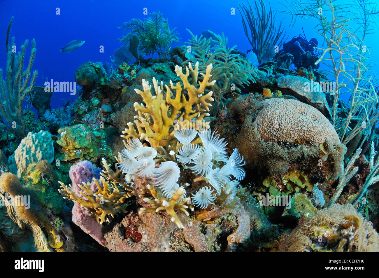 Caribbean coral reef with polychaets and scuba diver, Cienfuegos, Punta ...