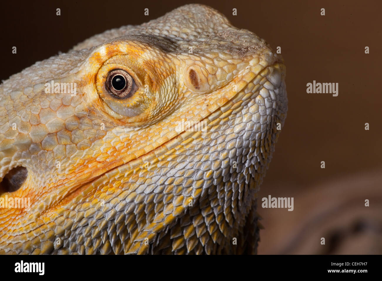 Bearded Dragon Pogona barbata Stock Photo - Alamy
