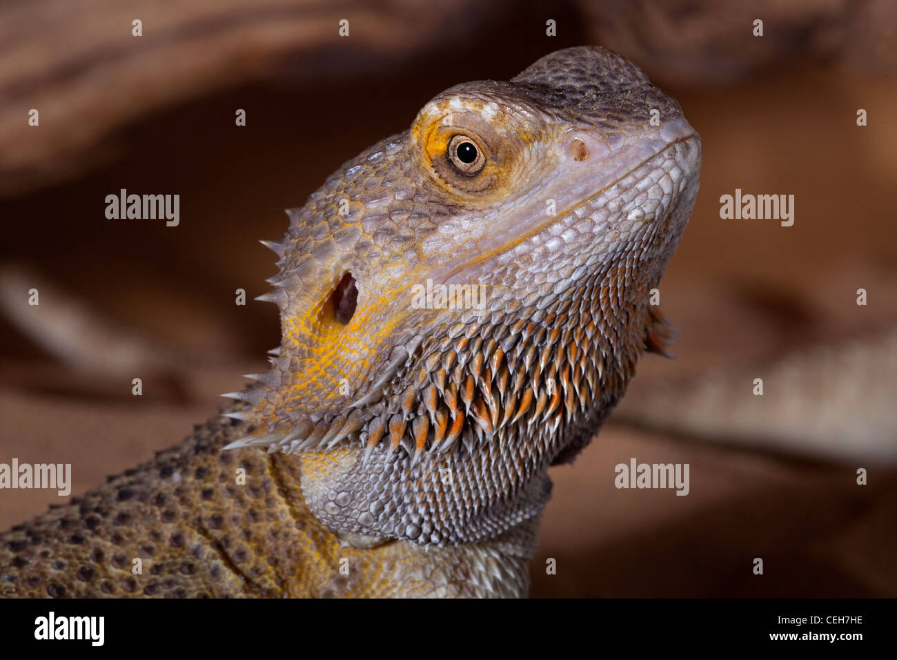 Bearded Dragon Pogona barbata Stock Photo - Alamy